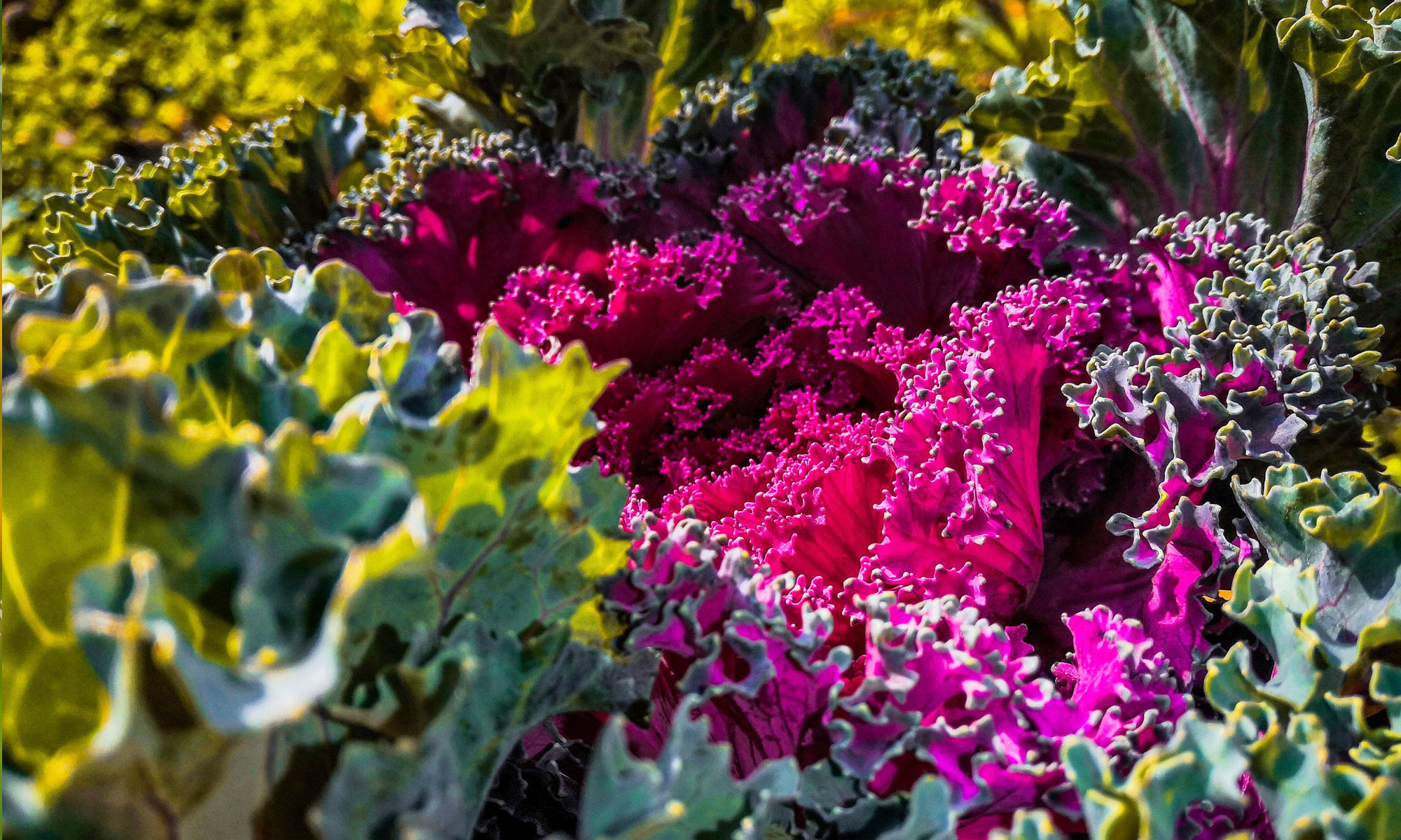 Succession Planting & Interplanting - Urban Bounty by Richmond Food ...